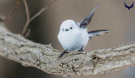 Meet The Japanese Snow Fairy Bird Shima Enaga Bird 2025