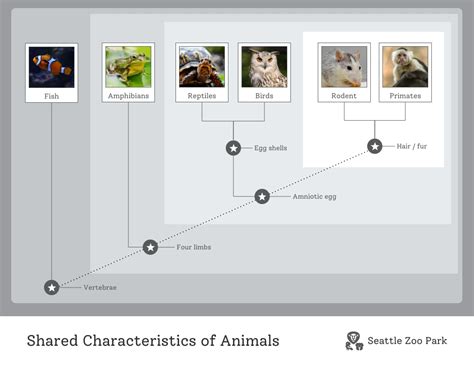 Gray Editable Cladogram Example Diagram Template Venngage Gray Editable Cladogram Example Diagram Template Venngage
