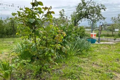 Ми з чоловіком вклали багато грошей в мамин будинок оскільки мама завжди нам говорила що він