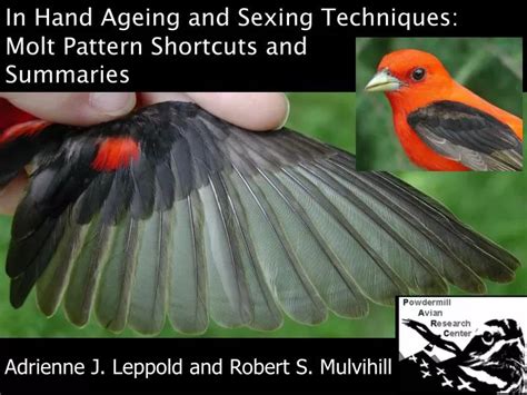 Ppt Bird Banding Techniques And Molt Patterns Ageing And Sexing Tips