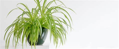 ТОП 10 лучших комнатных растений для квартиры