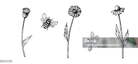 귀여운 잠자리와 땅벌 카모마일의 벡터 세트입니다 손으로 그린 선형 곤충 데이지 그래픽 클립아트가 배경에 고립되어 있습니다 식물 및 결혼식 그림 디자이너 초대장 장식 엽서