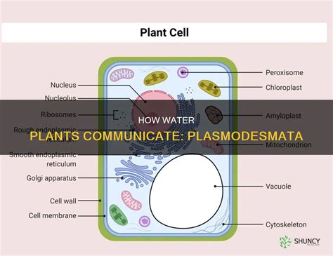 How Water Plants Communicate Plasmodesmata Shuncy
