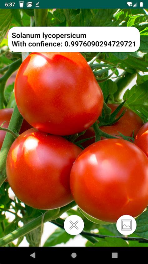 High Accuracy Plant Identifier Android App That Uses Machine Learning