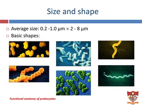 Functional Anatomy Of Prokaryotes And Eukaryotes Pdf