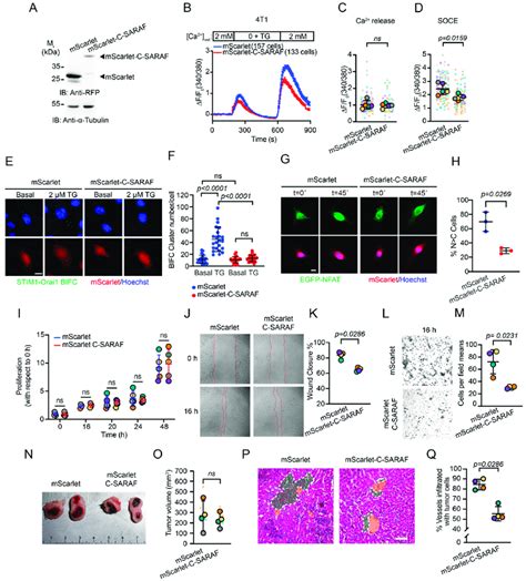 The C Terminal Fragment Of Saraf Reduces Soce Response And Affects Download Scientific Diagram