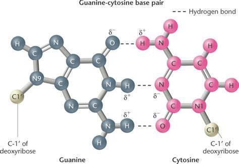 Base Pairing G C Html 10 16 Base Pairing G C 