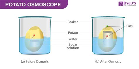 Study Of Osmosis By Potato Osmometer An Experiment