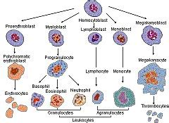 Basophil Wikipedia