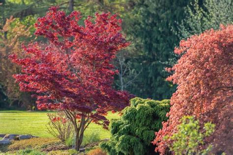 How Long Do Maple Trees Live By Type Of Maple