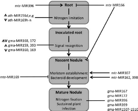 Model Of Mirna Interactions In Symbiotic Root Nodule Development The Download Scientific