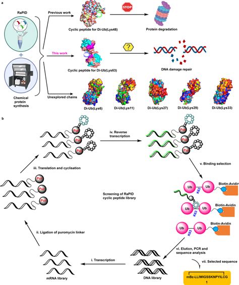Strategy For The Development Of Macrocyclic Peptides Against The Download Scientific Diagram