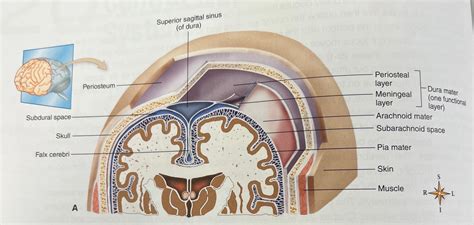 Subdural Space Brain