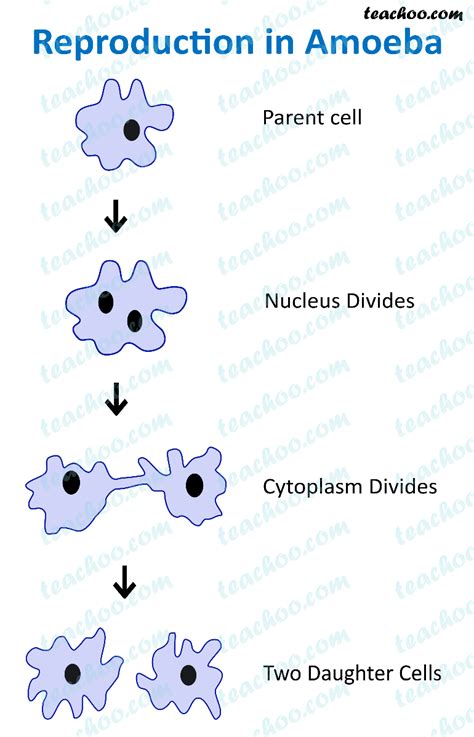 Reproduction In Amoeba SS Biology Lesson Note EduPadi Classroom
