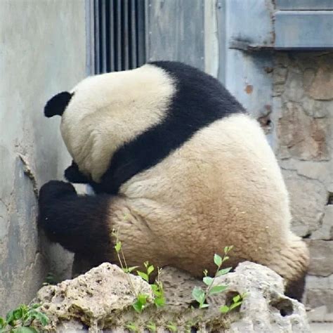 learn prompt your cookbook to communicating with ai