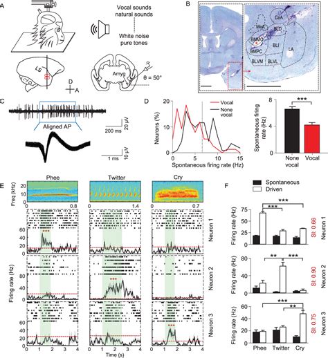 Figure 1 From Representation Of Conspecific Vocalizations In Amygdala Of Awake Marmosets