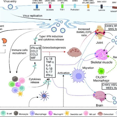 Immune Responses To Alphavirus Infection Alphavirus Infection