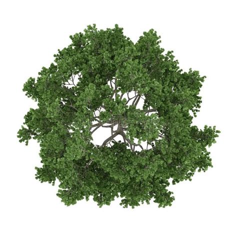 Ash Tree Top Autumn Stock Illustration Illustration Of Texture