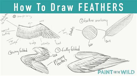 How To Draw Feathered Wings How To Draw Feathered Wings
