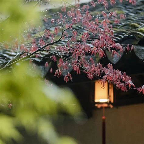 节气文化今日清明 春光 人们 景明