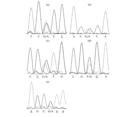 Electropherograms Illustrating Mutations Download Scientific Diagram