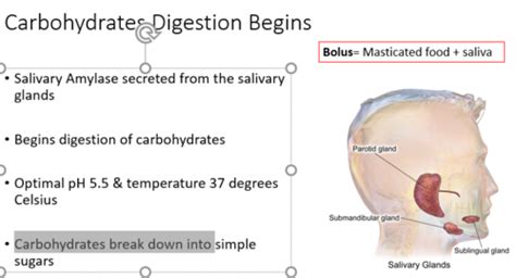 Bi 208 Digetsive Lab Flashcards Quizlet