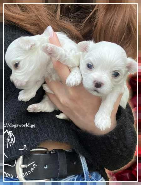 ლეკვები ძაღლთა სამყარო კინოლოგიული კლუბი