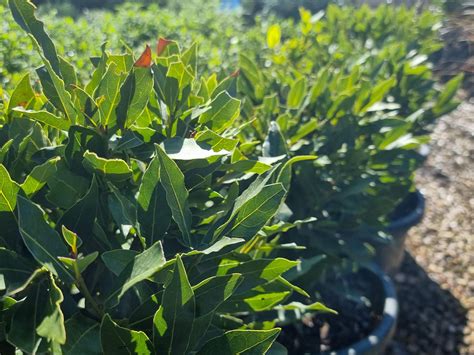 Laurus Nobilis Miles Choice Launobmc Bay Tree Bay Laurel 140mm