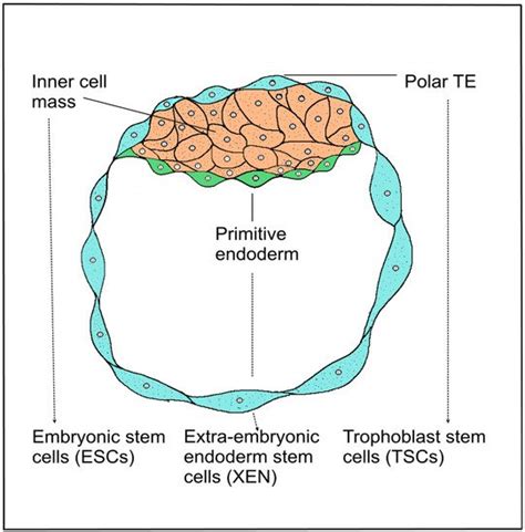 In Vitro Placental Models Of Human Trophoblast Encyclopedia Mdpi