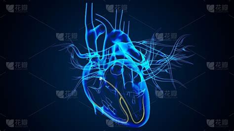 人体器官心脏解剖三维插图