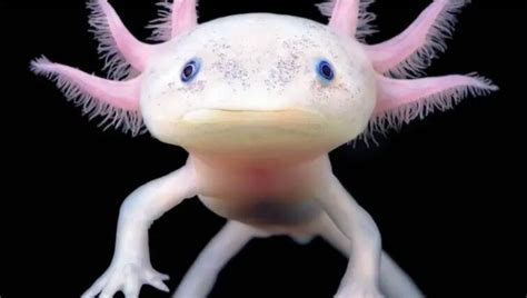 بالاترین اکسولوتل؛ موجودی شگفت‌انگیز از اعماق مکزیک