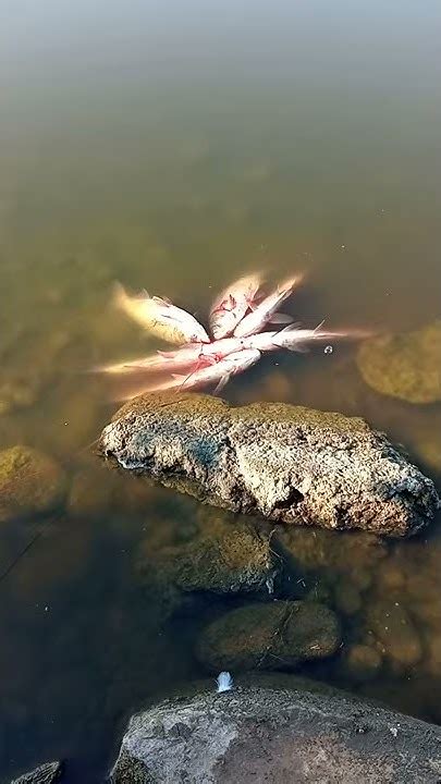 კუმისის ტბა Youtube