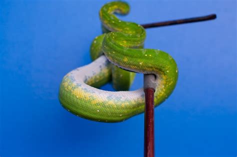 Weekend Sale Numfor Island Female Green Tree Python By Rockabirdie