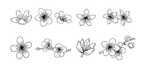 Outline Sakura Flowers Blossom Set Hand Drawn Doodle Sakura Flower Line