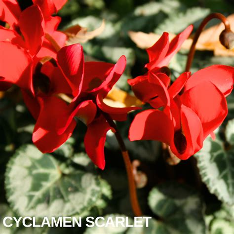 Trees Verdant Living