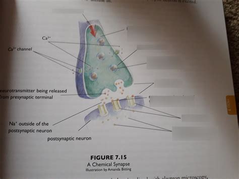 Exploring Creation With Advanced Biology The Human Body Module 7