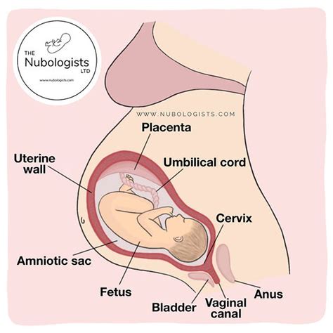Anatomia Vaginal Interna Anatomy Of The Female Reproductive System
