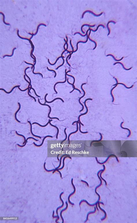 Spirillum Bacteria