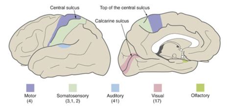 Lecture The Cerebral Cortex Flashcards Quizlet