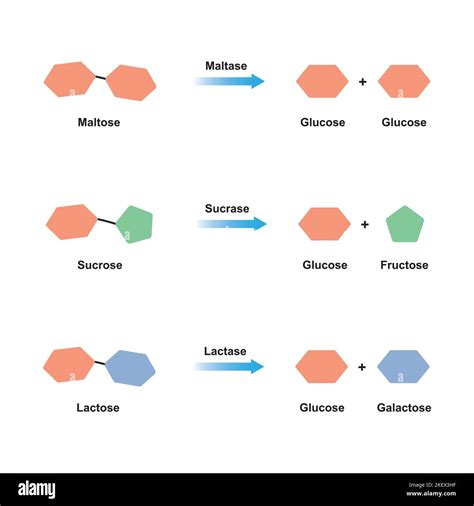 Scientific Designing Of Disaccharides Digestion Maltase Sucrase And Lactase Enzymes Effect On