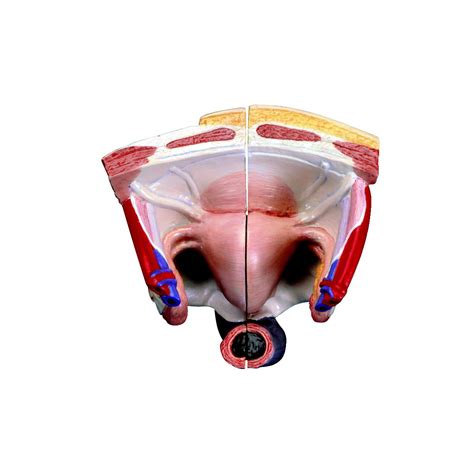 Spare Female Genitals Set Parts XB Replacements B Scientific