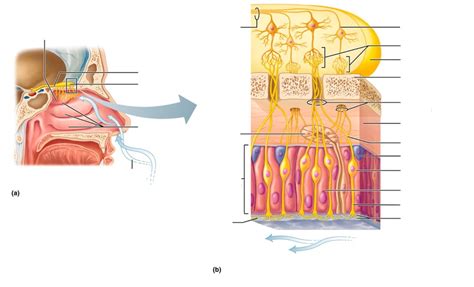 Olfactory Receptors Diagram