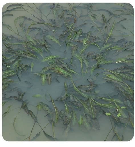 竹叶眼子菜 黄石植物