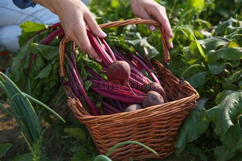 Woman With Freshly Harvested Beetroots Outdoors Closeup Stock Image Image Of Basket Hand