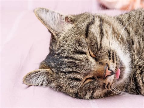 The Reason Why Your Cat Sleeping With Tongue Out
