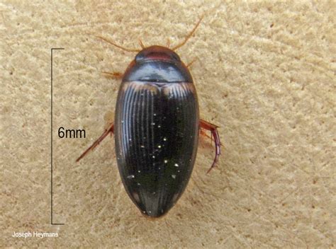 Pycnoschema Species