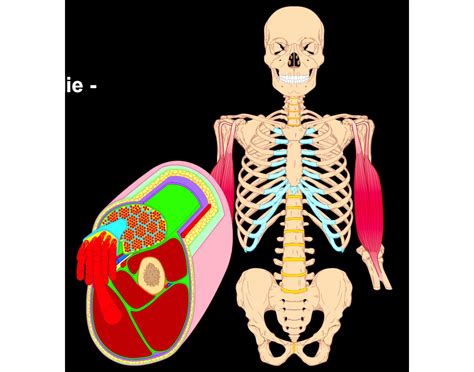 Miscellaneous Soft Structures Quiz