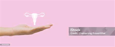 성인 여성의 손은 건강과 생활 방식을 위한 분홍색 배경에 여성 생식 기관의 내부 해부학을 보여준다 간호사에 대한 스톡 사진 및