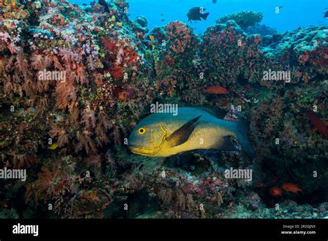 Yellow Eyed Snapper Macolor Macularis South Male Atoll Indian Ocean