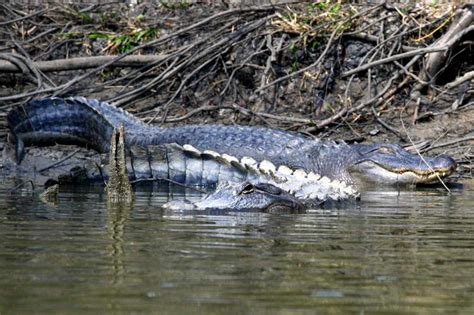 What Is Mating Season For Alligators At Emil Williams Blog